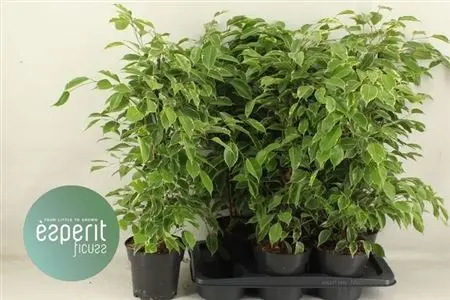 Ficus benjamina ‘Golden King’ (Tarka csüngő fikusz) – Cserepes-M