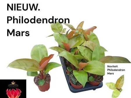 Philodendron ‘Mars’ (Filodendron) – Cserepes-M