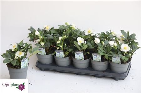 Helleborus niger (Fekete hunyor) – Cserepes-M