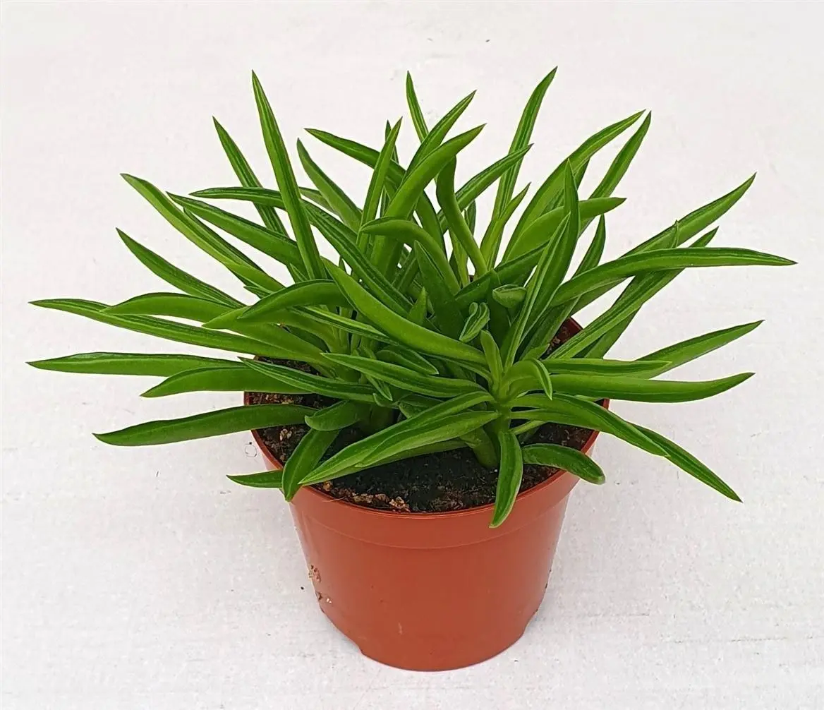 Peperomia ferreyrae ‘Nevada’ (Törpebors) – Cserepes-M