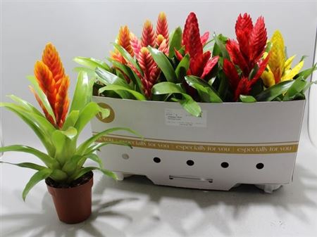 Vriesea splendens Mix (Lángnyelv bromélia mix) – Cserepes-M