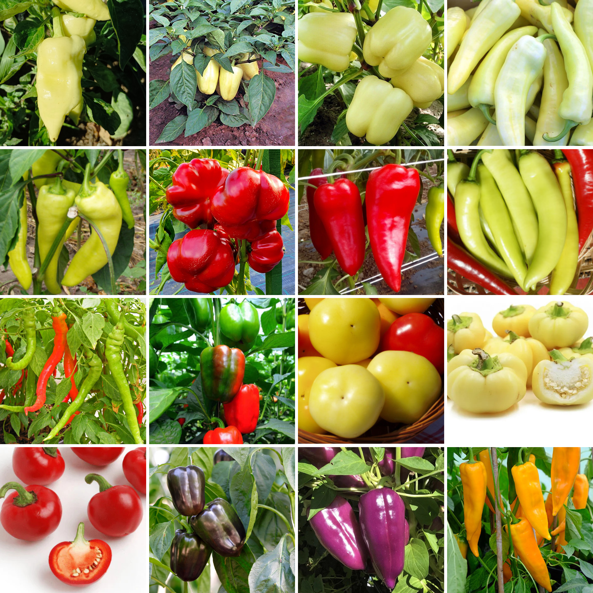 Maxi paprika válogatás – 64 db palánta – Cserepes-M